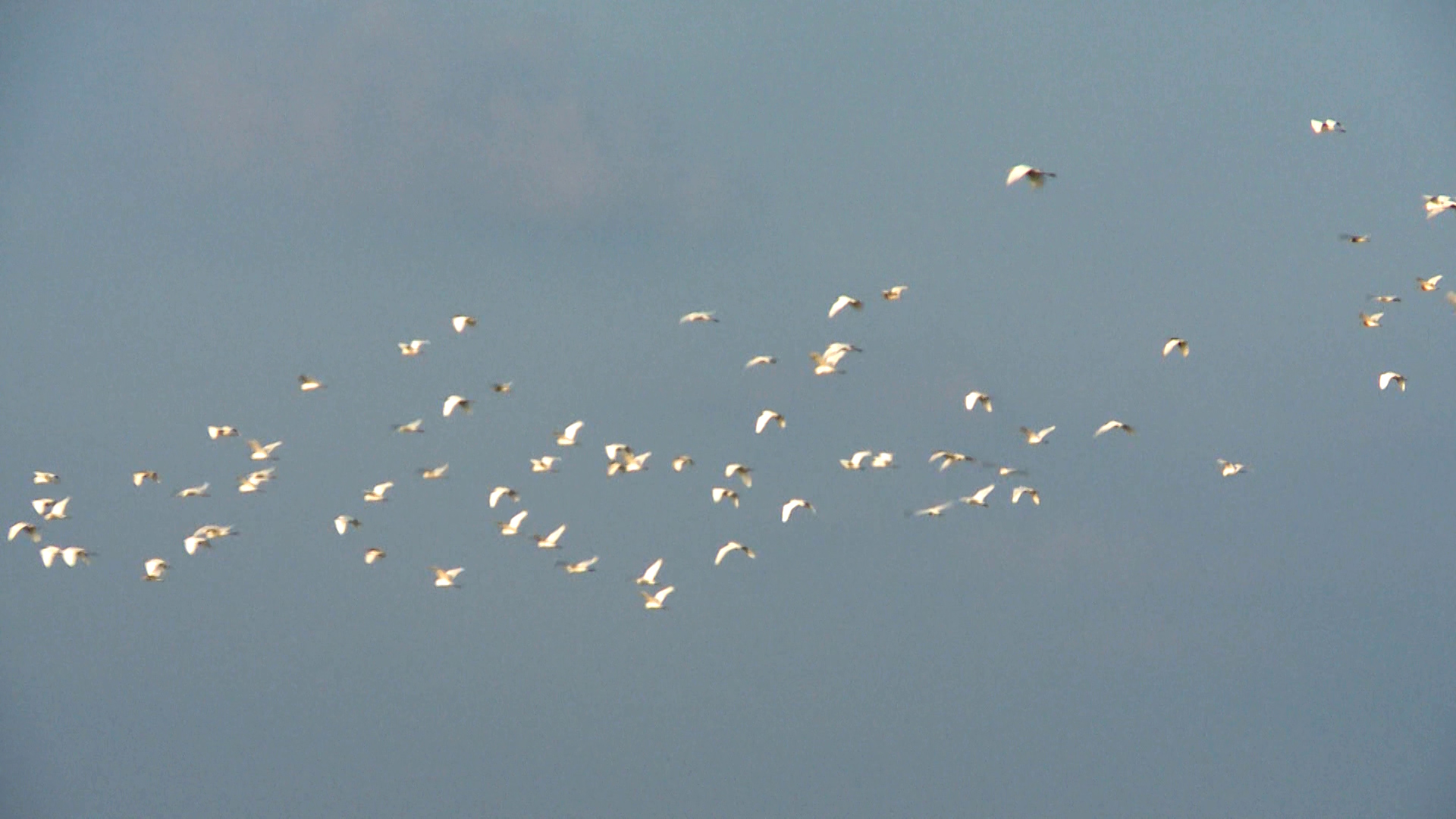 Chim di cư vào mùa tận diệt