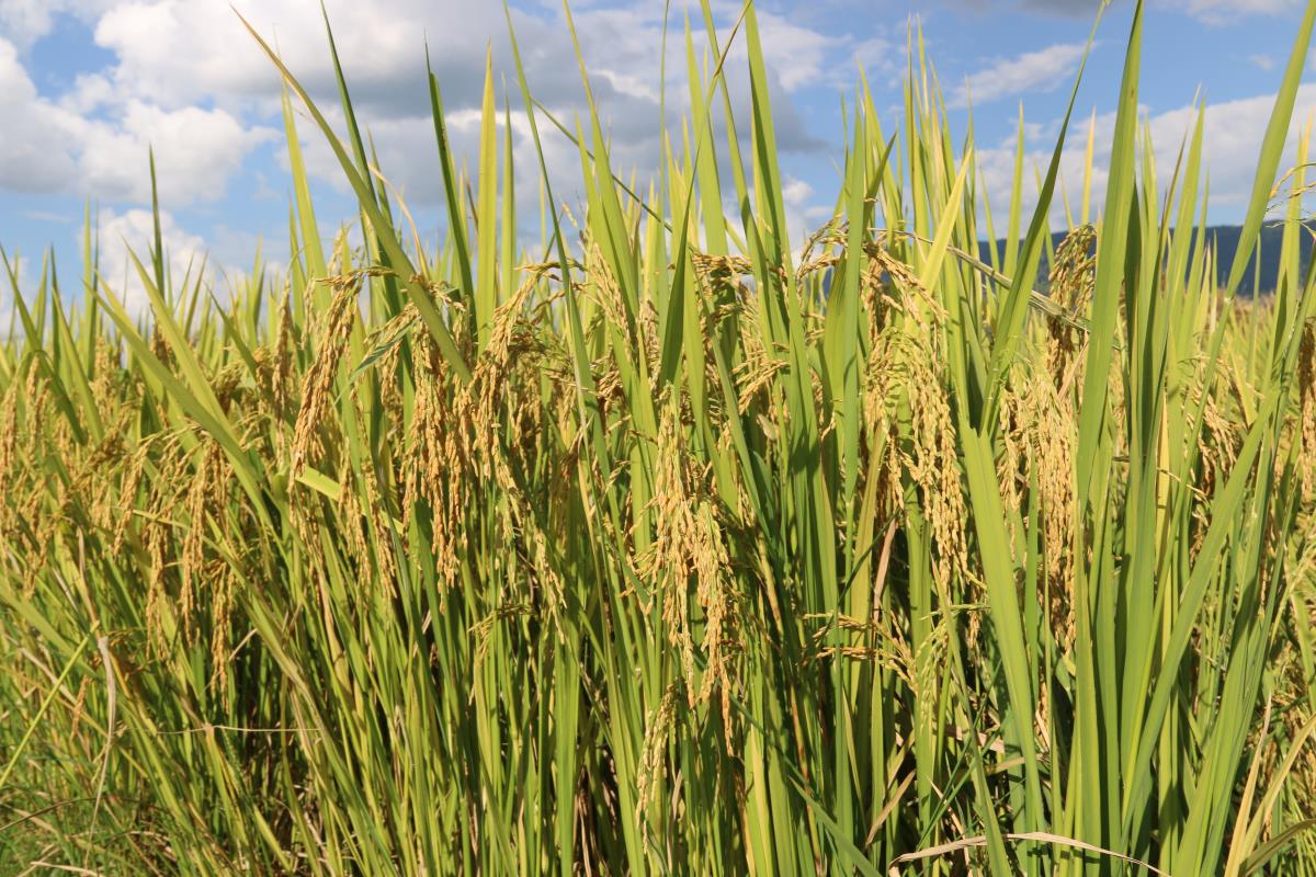 Sắp diễn ra Festival Quốc tế ngành hàng lúa gạo Việt Nam - Hậu Giang 2023