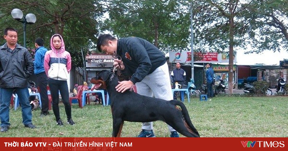 Dogshow Chó đẹp Rottweiler toàn miền Bắc sắp khởi tranh