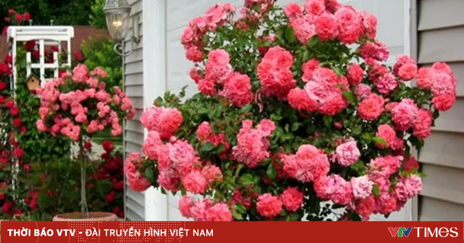 Hoa hồng Tree rose: Độc lạ và đắt đỏ
