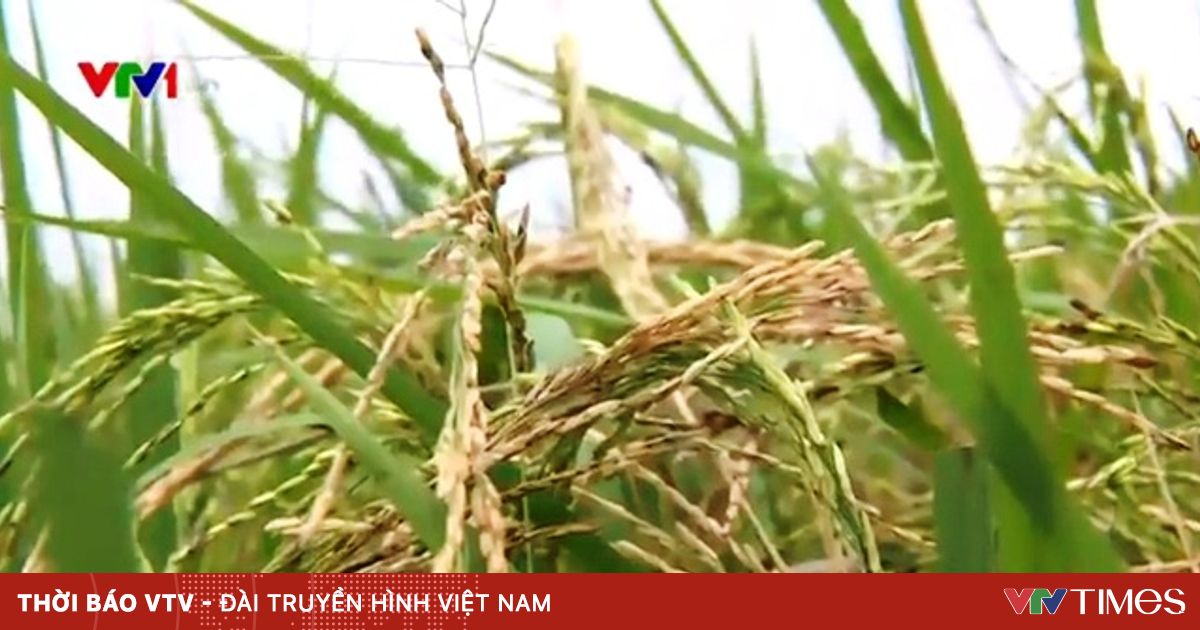 Thái Bình: Lúa mất mùa dù đã được phun thuốc trừ sâu