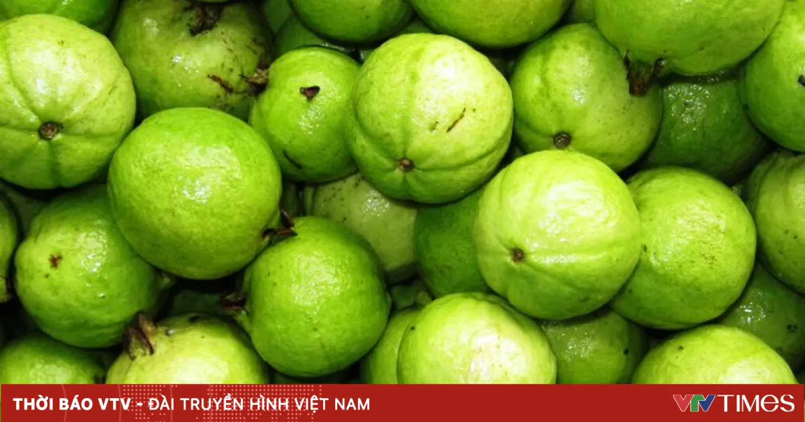 Ổi găng Đông Dư - Đặc sản dân dã chốn Hà thành