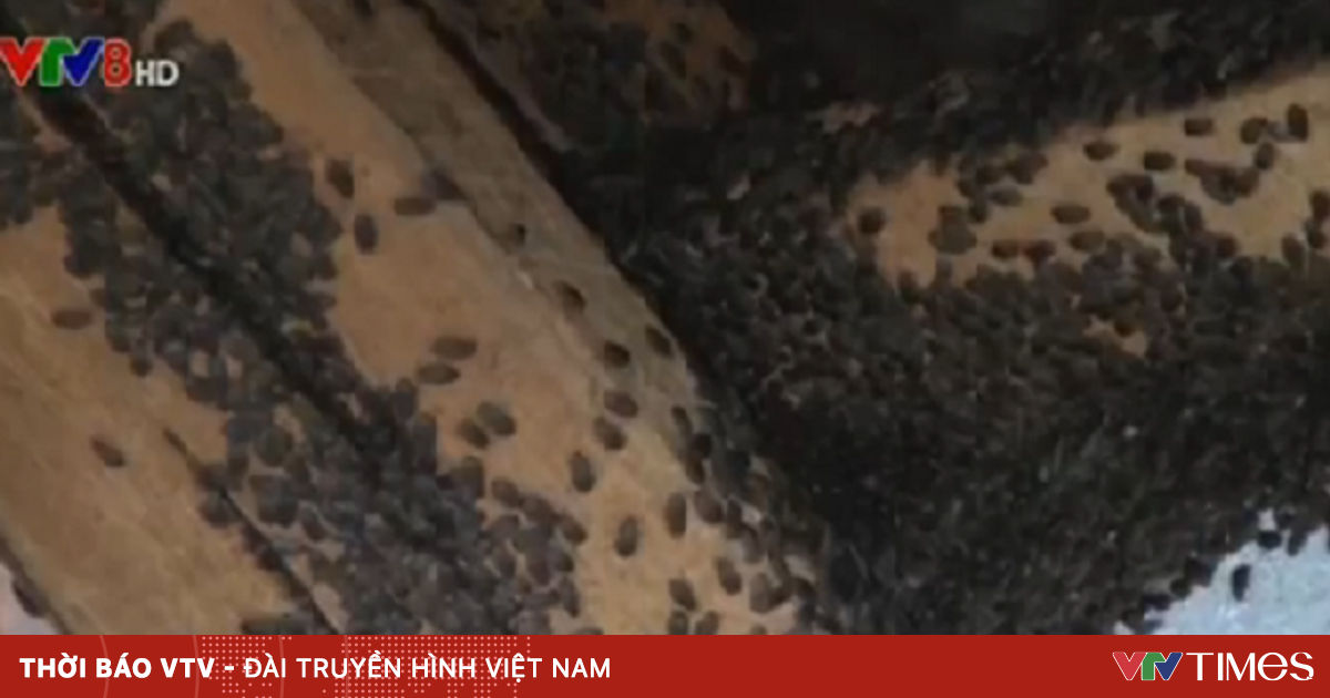 Bọ đậu đen bu kín nhà dân ở Kon Tum