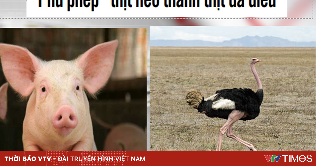 Điểm báo 3/6: Phát hiện cơ sở “phù phép” thịt lợn thành thịt đà điểu ...