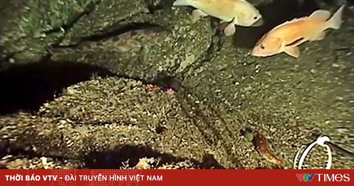 Phát hiện loại bọt biển có thể chữa ung thư tuyến tụy