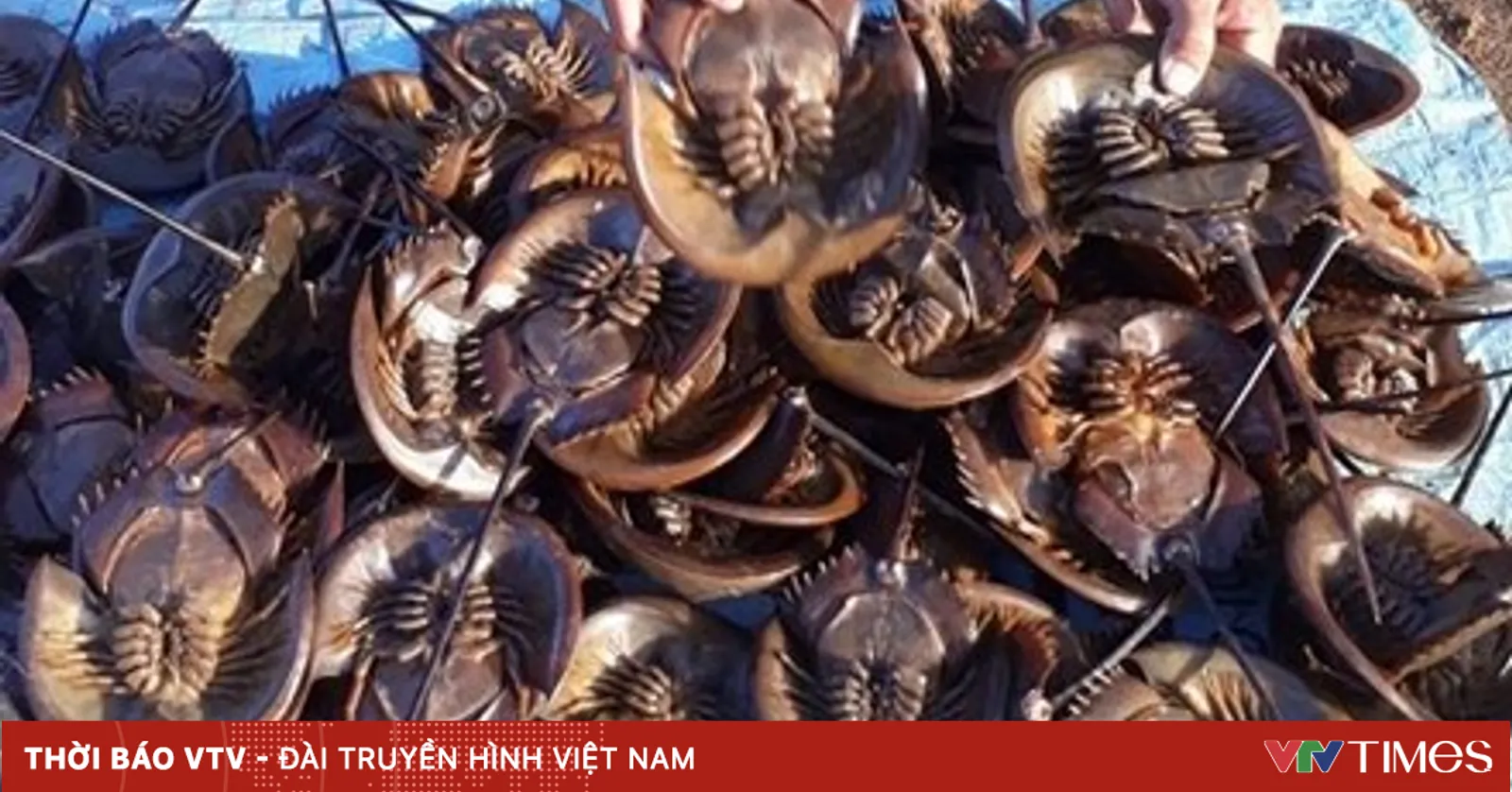 Cách phân biệt sam biển với con so để tránh ngộ độc