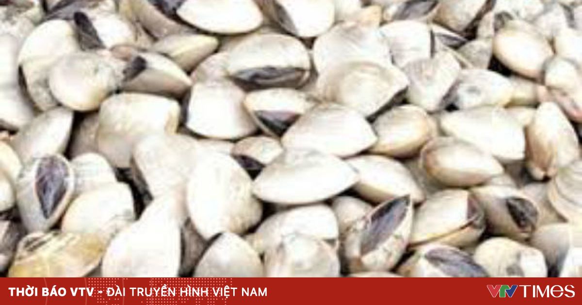 Diện tích nuôi lớn, ngao Thanh Hóa vẫn chưa thể xuất khẩu | VTV.VN