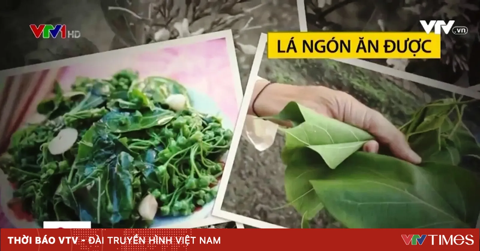 Phân biệt lá ngón ăn được và lá ngón chết người