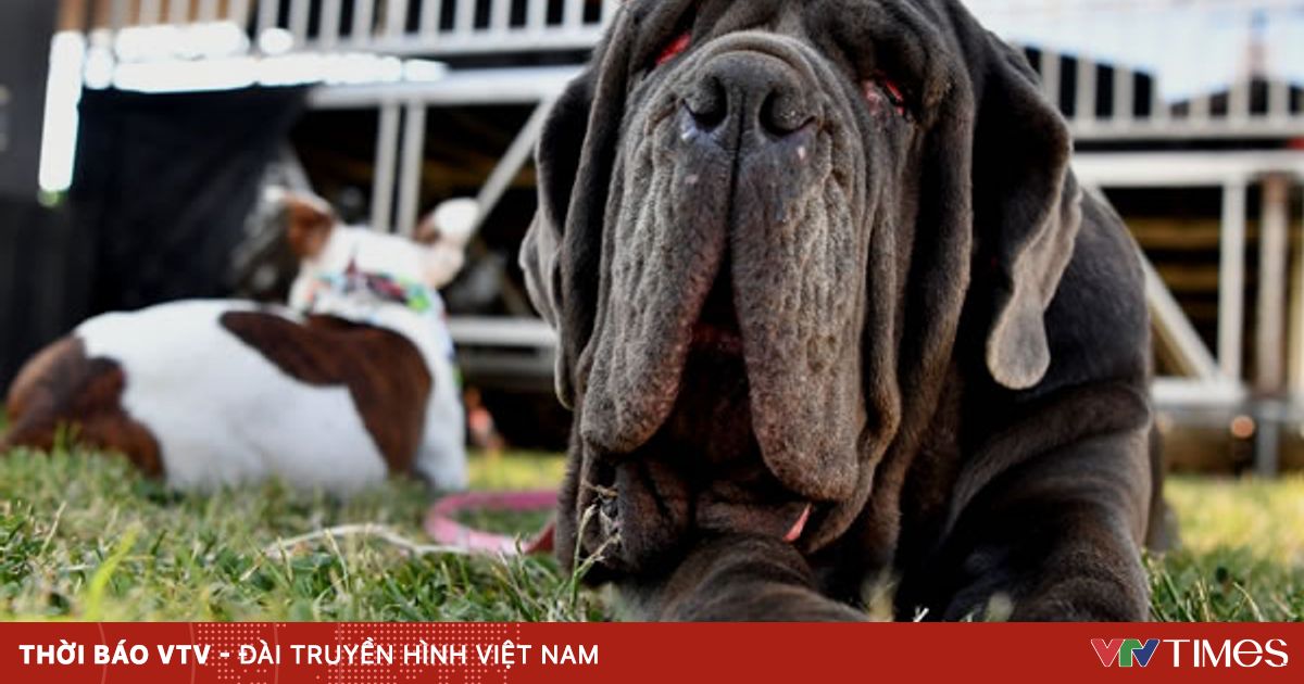 Thú vị cuộc thi... chó xấu nhất thế giới