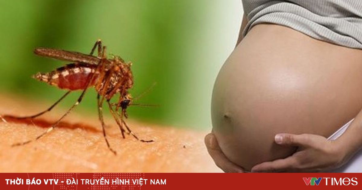 Nguy cơ virus Zika lây từ mẹ sang thai nhi cao nhất trong ba tháng đầu ...