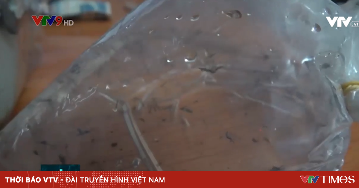 Phớt lờ quy định, nhiều cửa hàng vẫn bán loăng quăng làm thức ăn cho cá ...