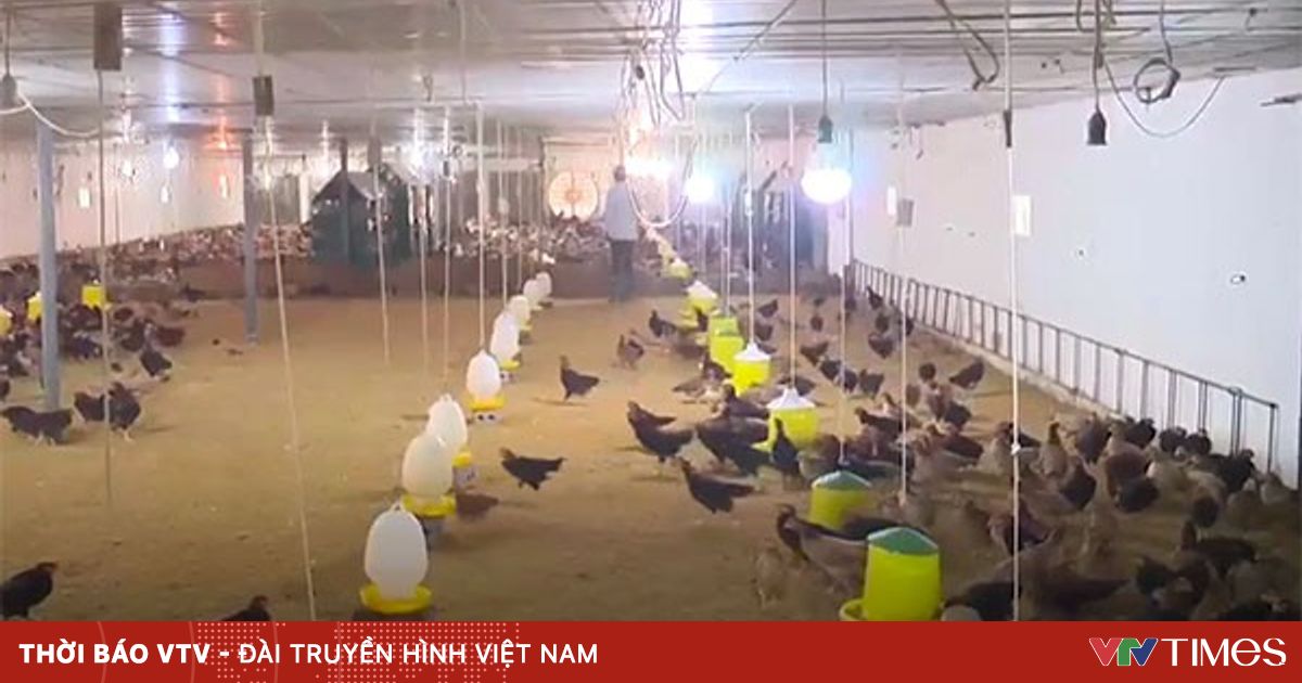 Say rượu uống nhầm thuốc sát khuẩn khu chuồng nuôi