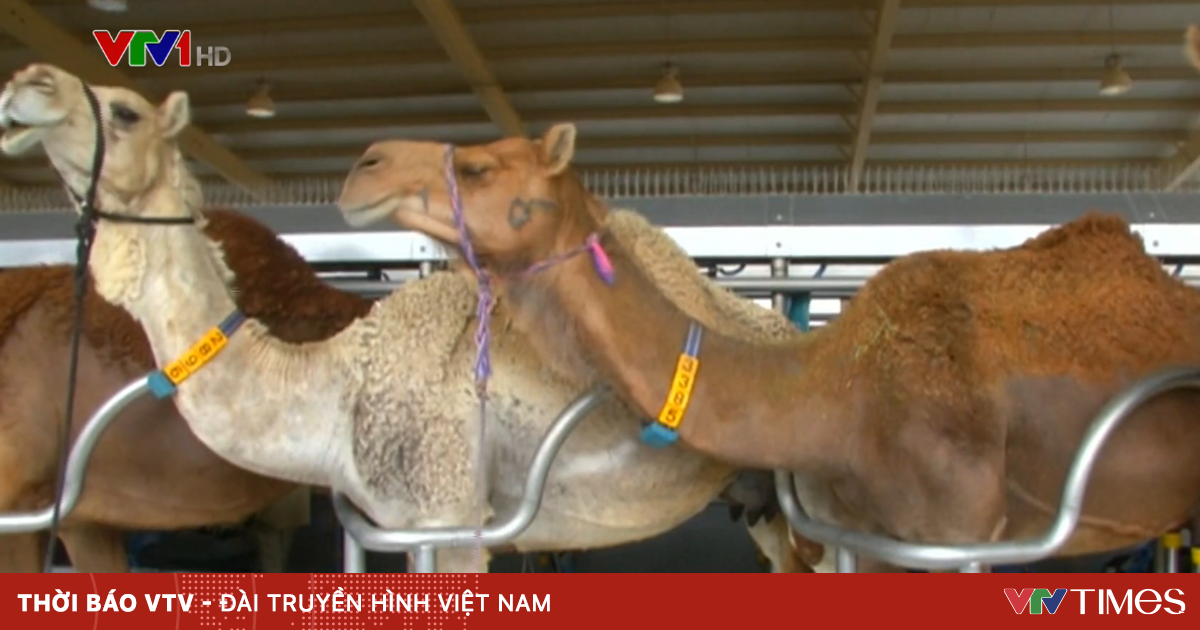 Độc đáo sữa cho trẻ sơ sinh làm từ sữa lạc đà