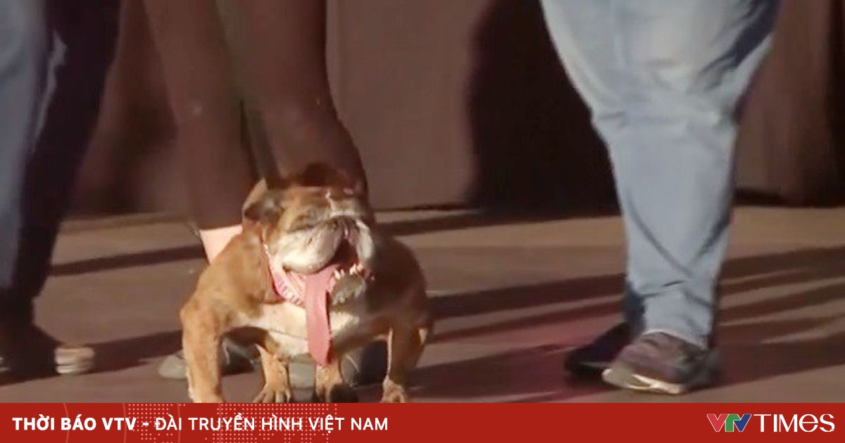 Dza Dza - Chú chó xấu nhất thế giới | VTV.VN