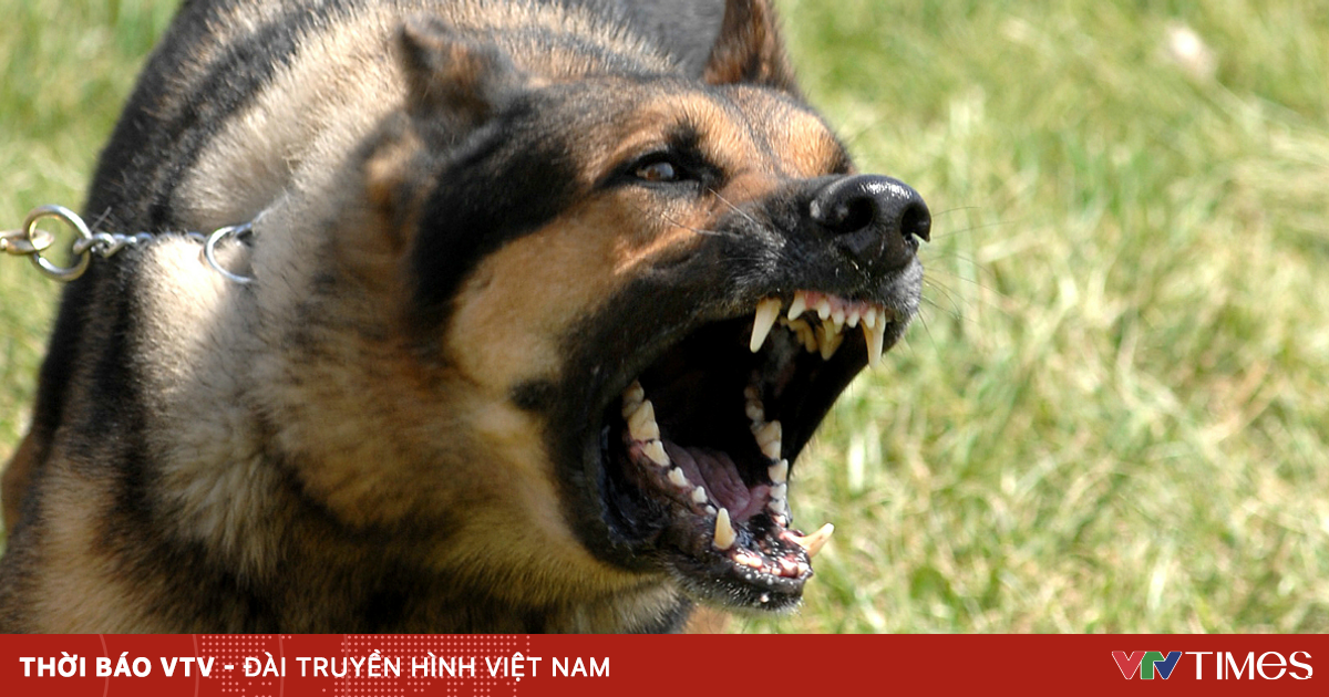 Hà Nội: Thành lập tổ phản ứng nhanh bắt chó thả rông phòng bệnh dại