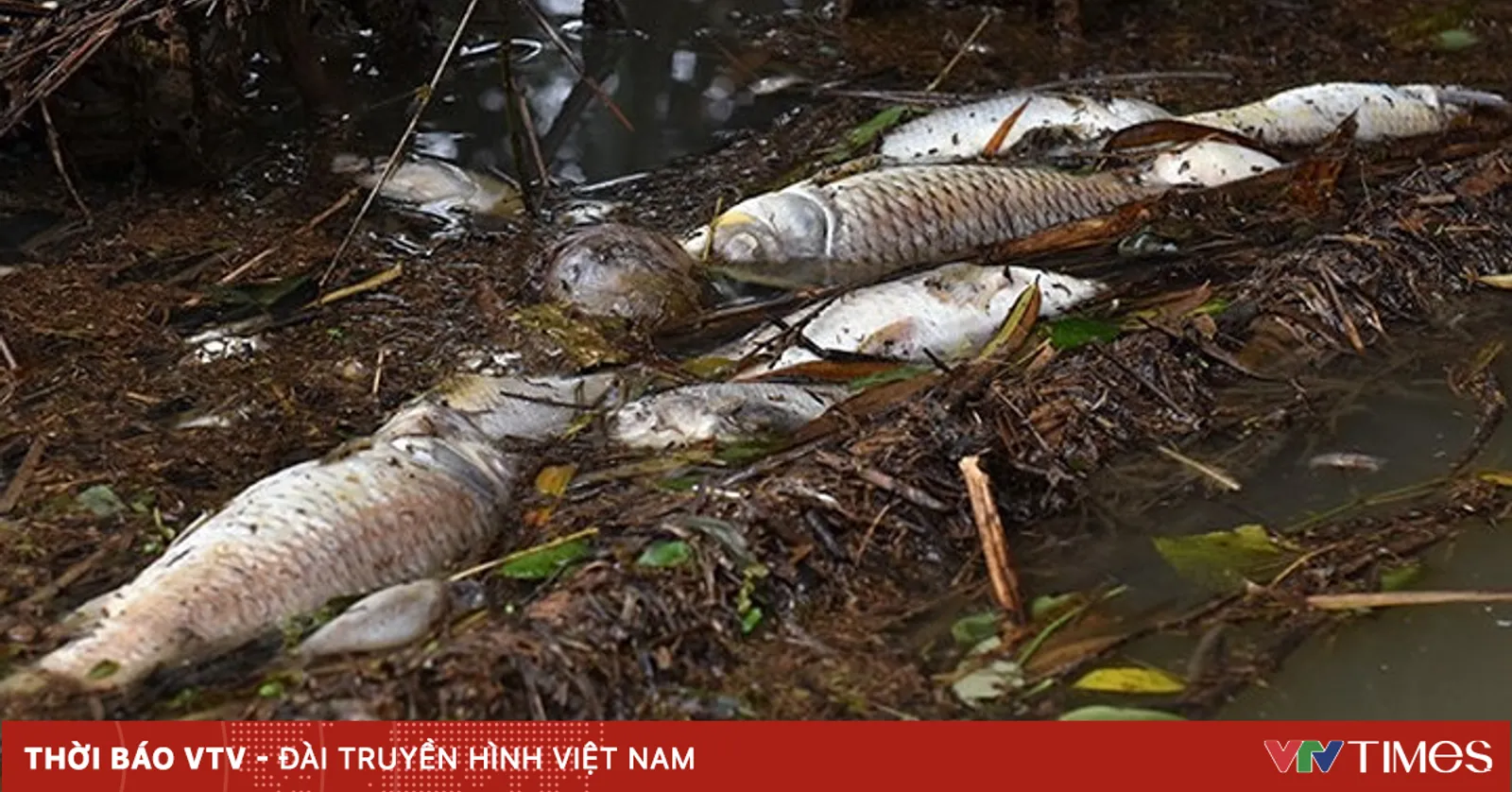Quảng Ngãi: Mẫu nước sông Phủ đoạn xảy ra cá chết có hàm lượng thủy ...