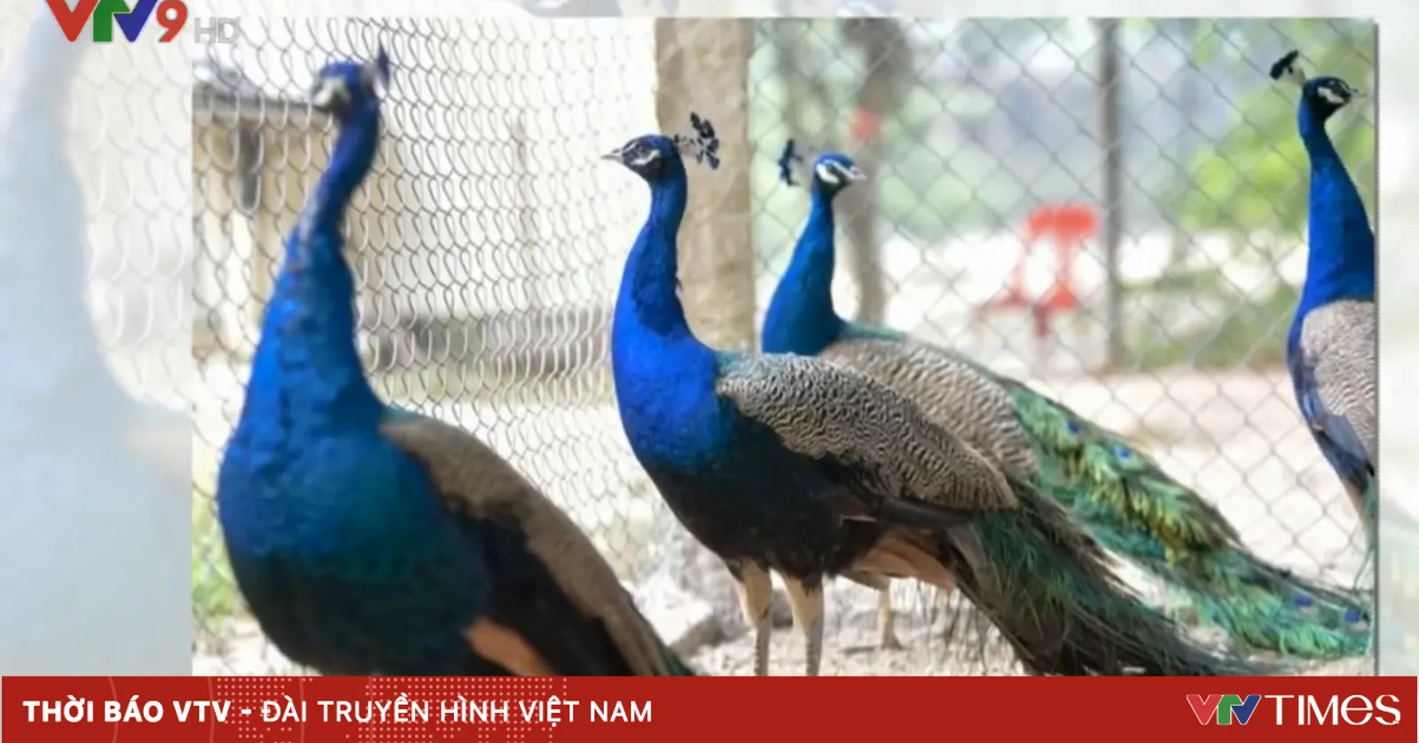 Chim công chơi Tết giá 50 triệu đồng bán dạo ở TP.HCM