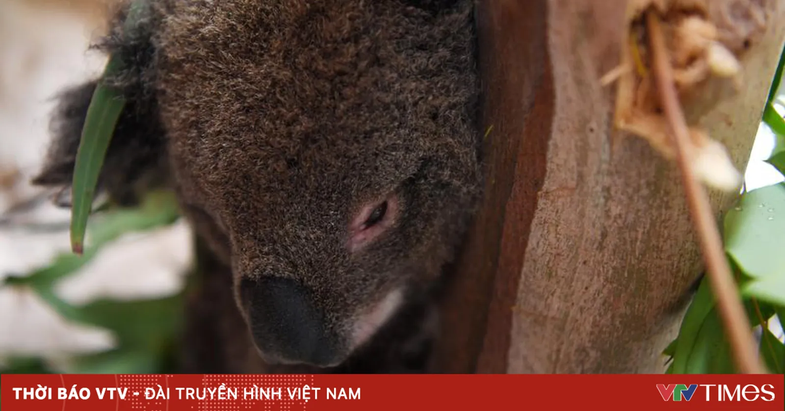 Thảm họa cháy rừng Australia: Gấu Koala đứng trước nguy cơ tuyệt chủng
