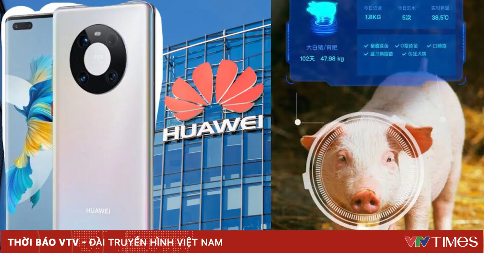 Smartphone bết bát, Huawei chuyển hướng… nuôi lợn bằng AI