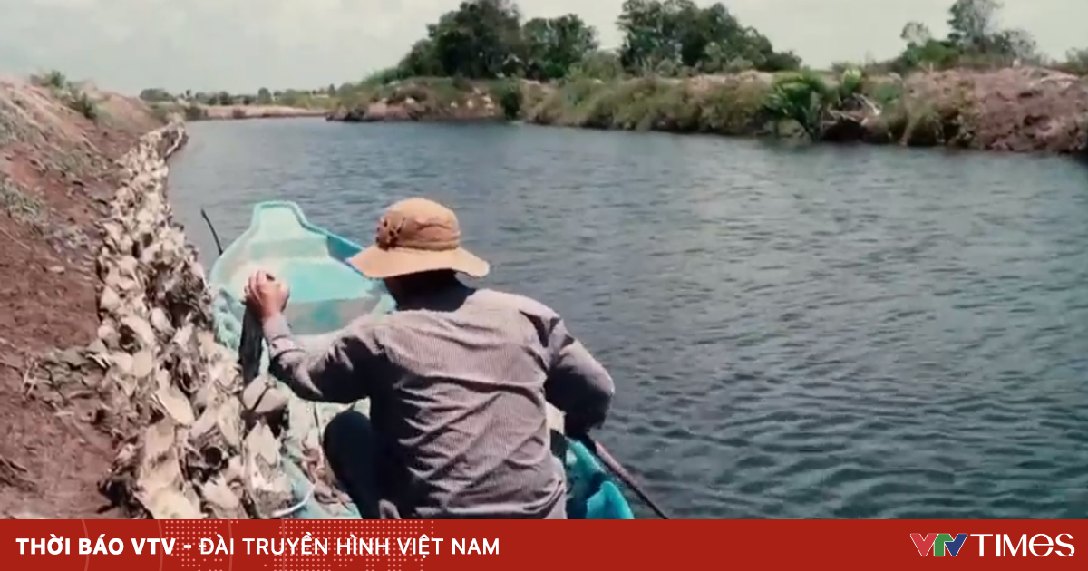 Hiệu quả từ mô hình nuôi tôm trong rừng ngập mặn ở ĐBSCL