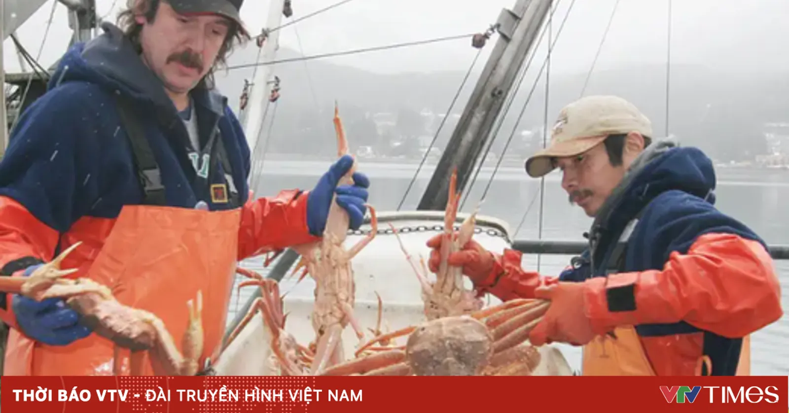 Hàng tỷ con cua tuyết vùng Alaska đột ngột biến mất