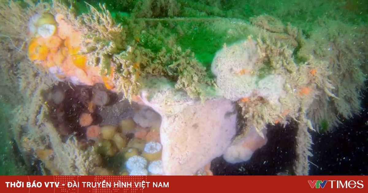 Những xác tàu đắm - yếu tố gây ô nhiễm cho đại dương