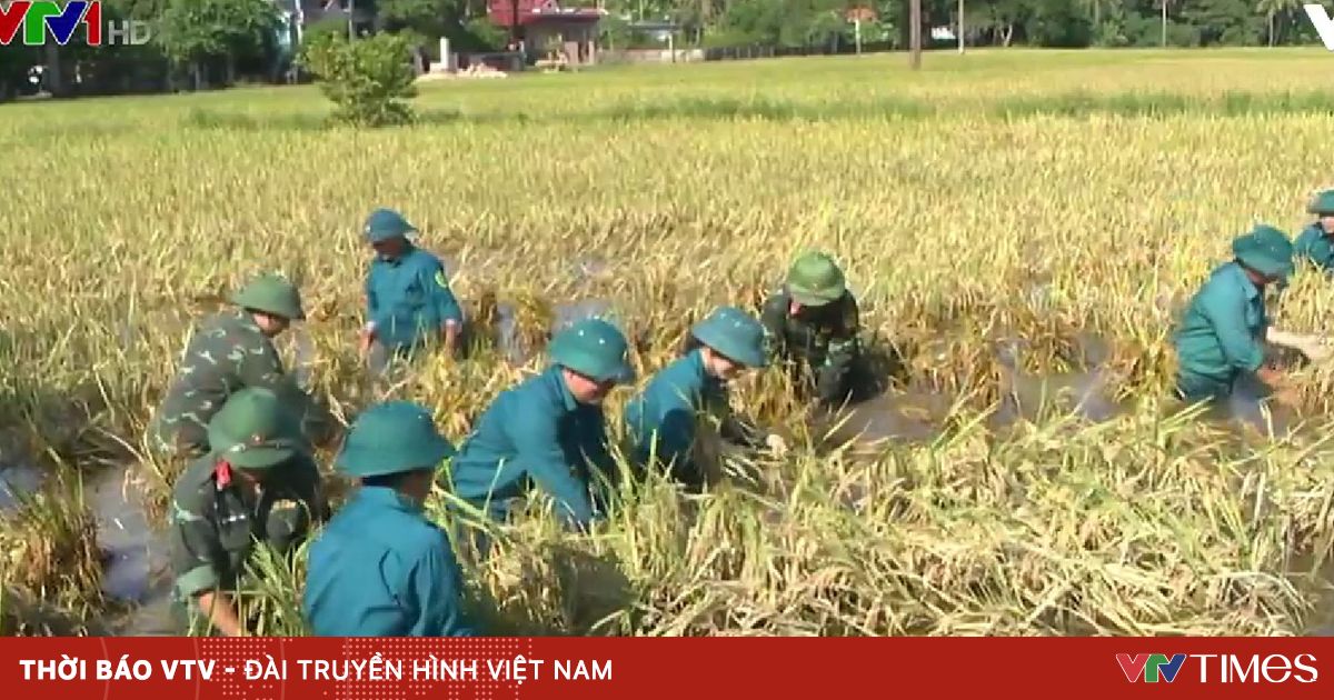 Thanh Hóa: Huy động lực lượng thu hoạch lúa giúp dân sau mưa lũ
