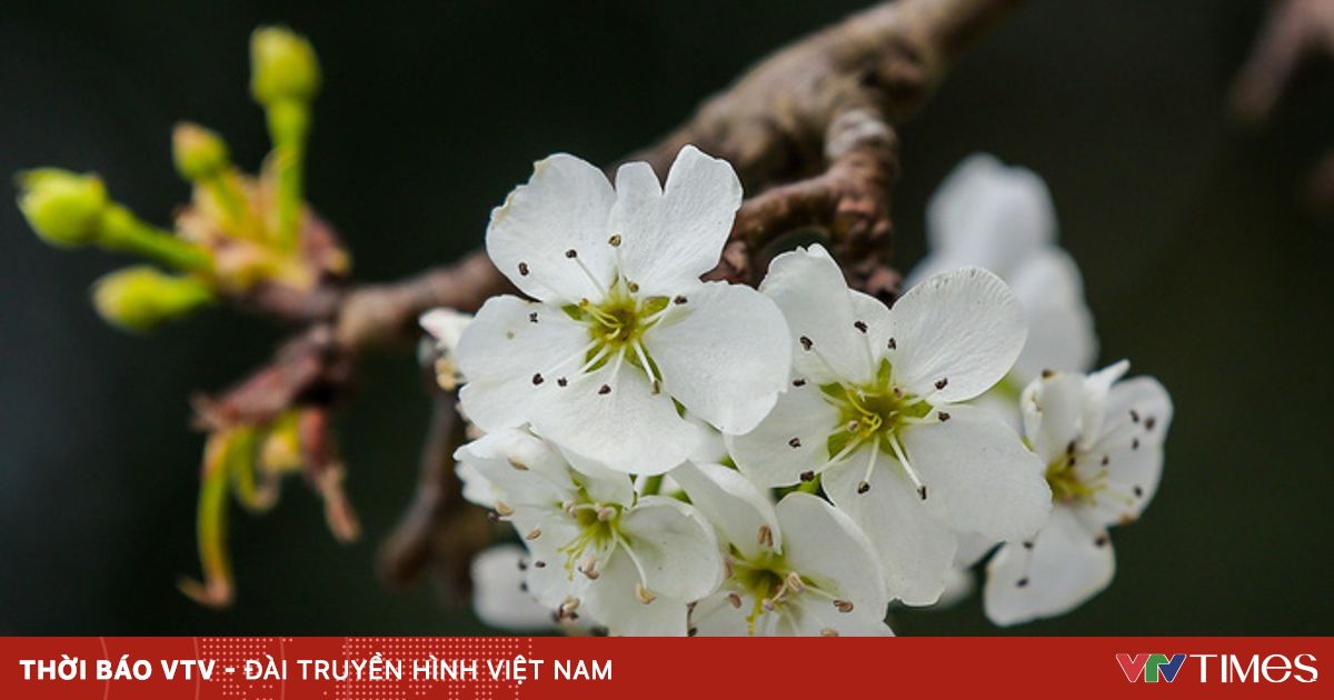 Hoa rừng “rục rịch” xuống phố đón Tết