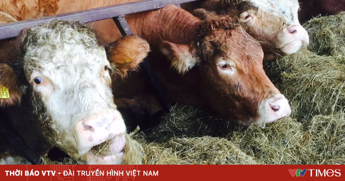 Tây Ban Nha phát hiện một trường hợp mắc bệnh bò điên