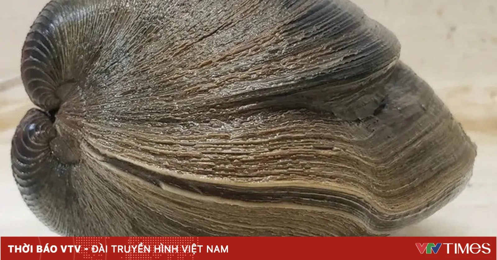 Con ngao khổng lồ tuổi đời 214 năm nặng 1,2kg, suýt bị đưa lên bàn nhậu
