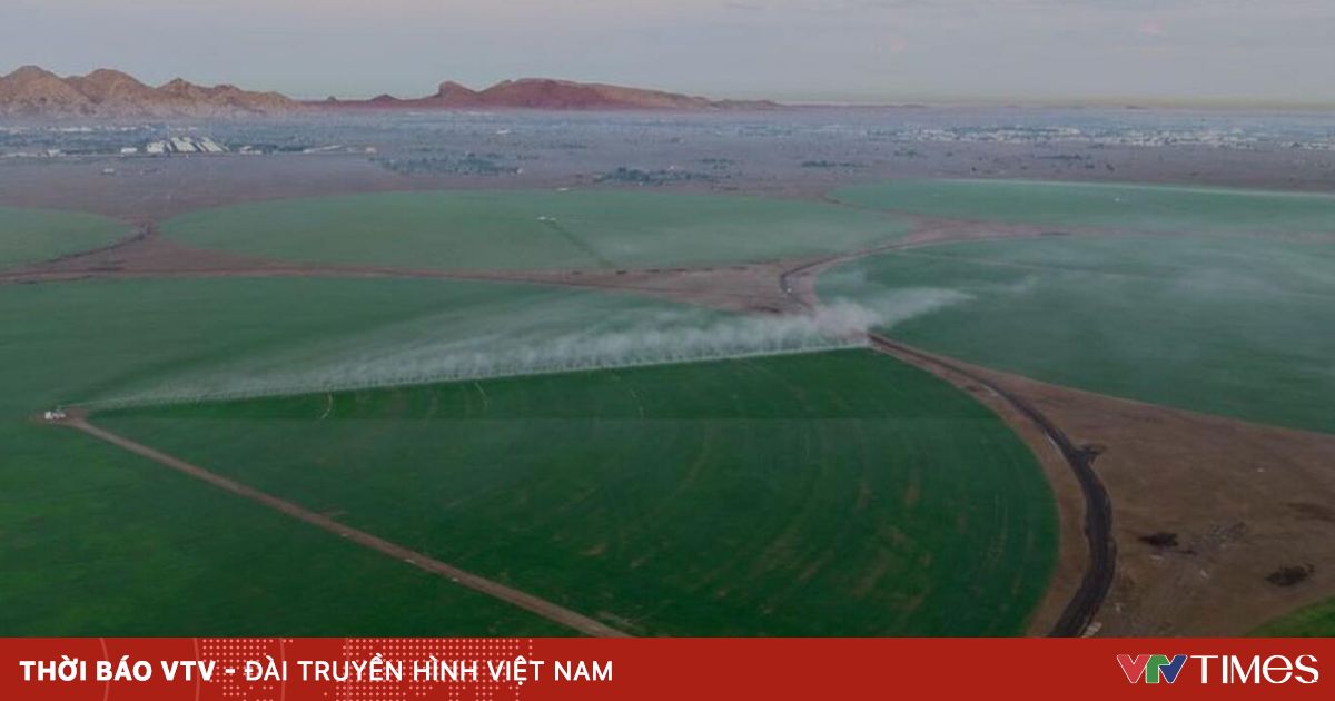 Trang trại lúa mì trên sa mạc giải bài toán an ninh lương thực ở vùng Vịnh