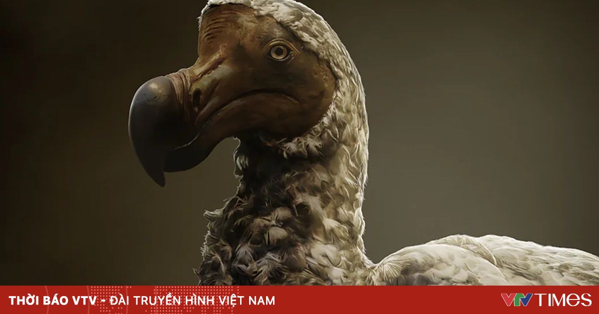 Các nhà khoa học đang lên kế hoạch để "hồi sinh" loài chim Dodo đã ...
