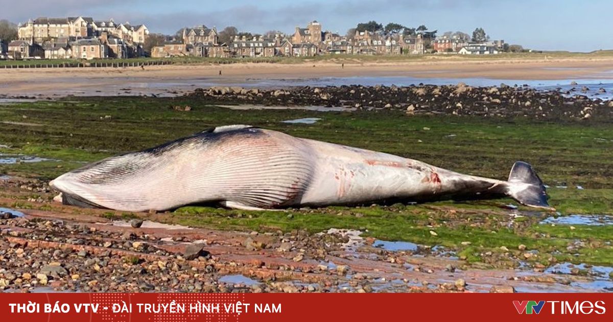 Anh: Cá voi Minke dài hơn 9 mét được tìm thấy đã chết trên bãi biển Bắc ...