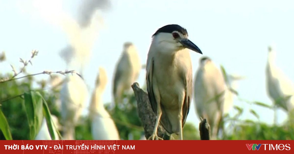 Trồng cây làm nơi trú ngụ cho chim trời