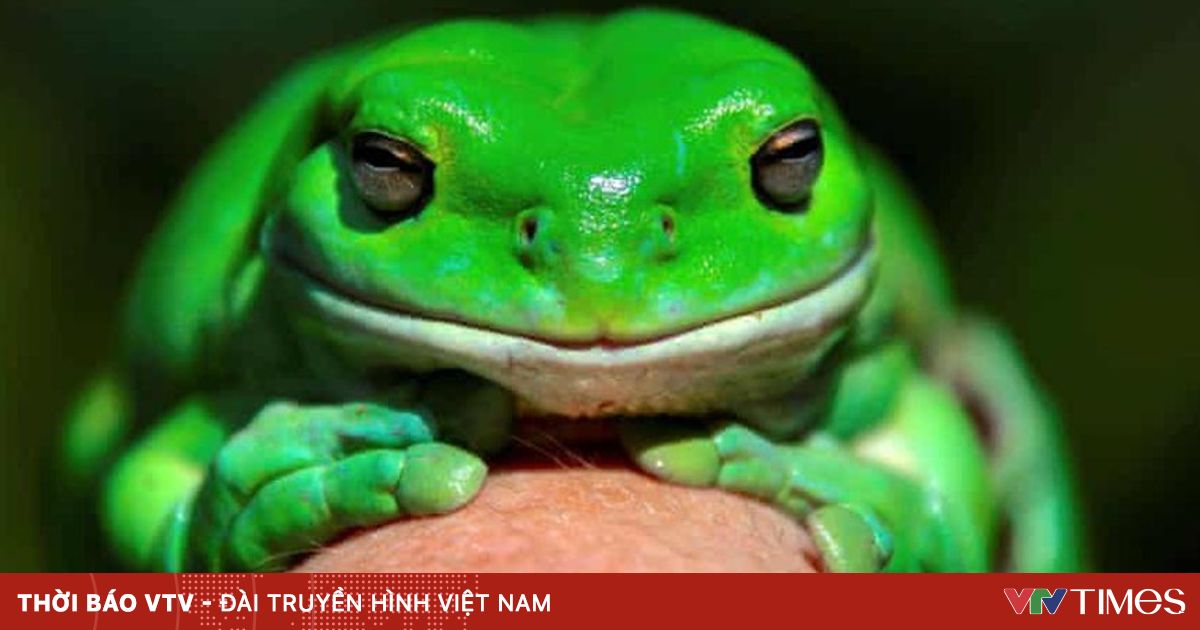 Phát hiện và đặt tên 5 loài ếch cây mới tại Australia