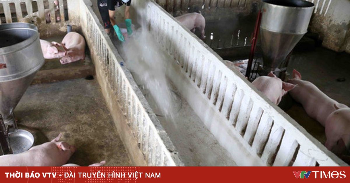 Giá lợn hơi giảm liên tiếp, nông dân ngậm ngùi "treo chuồng"