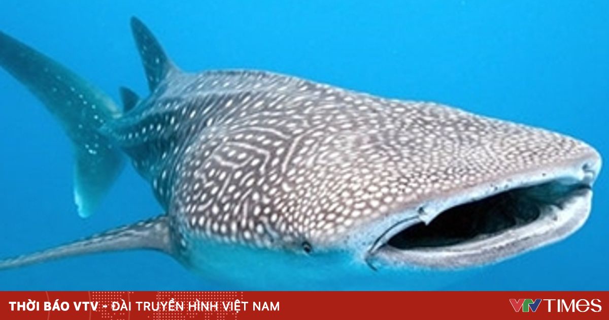 Những sự thật thú vị về loài cá mập có thể bạn chưa biết