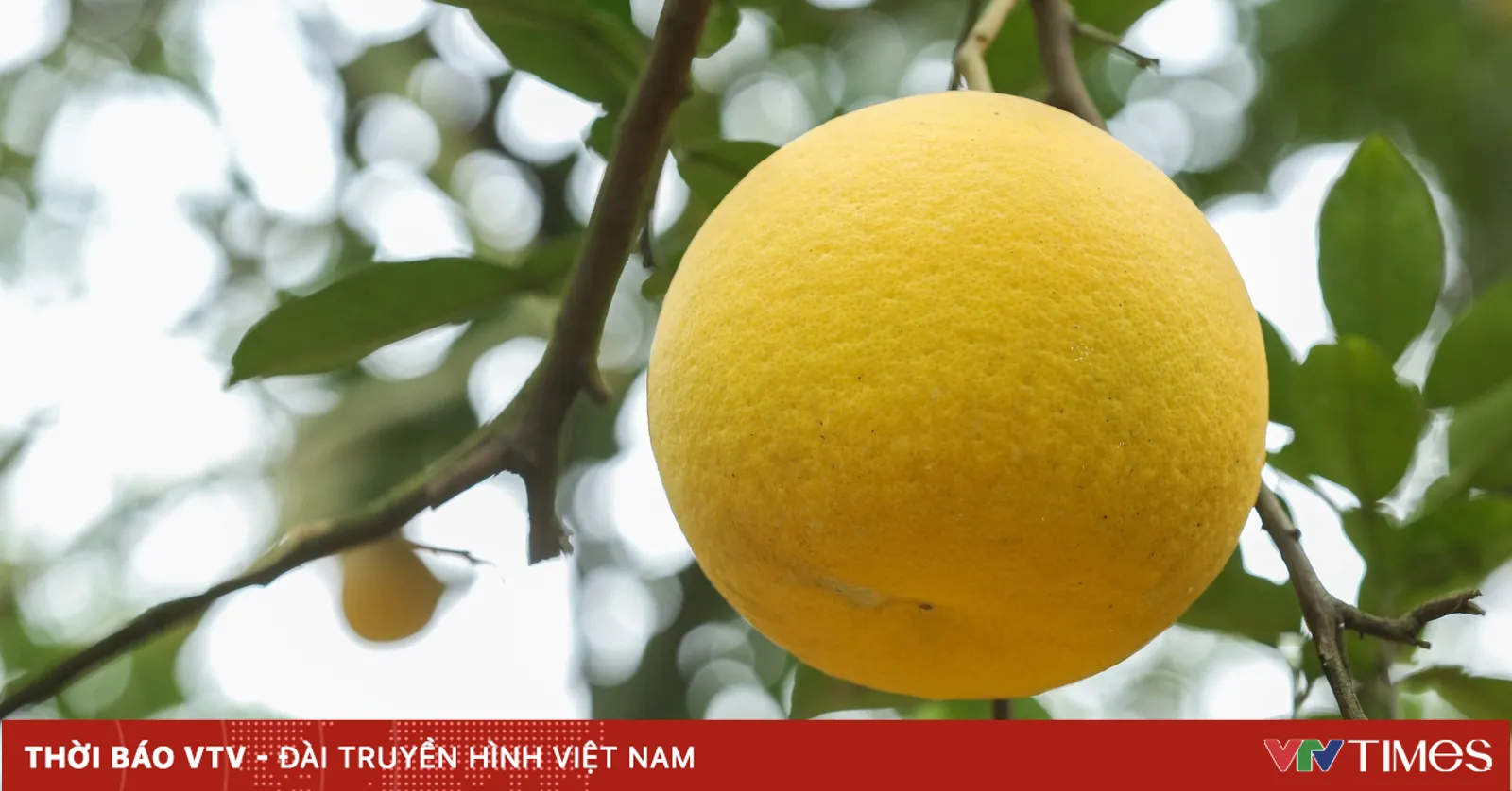Làm giàu từ cây có múi