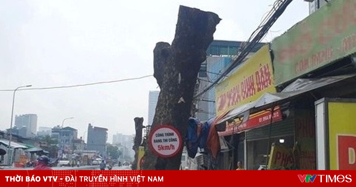 Hàng xà cừ cổ thụ buộc phải cắt ngọn, đánh chuyển trên đường 70 kéo dài