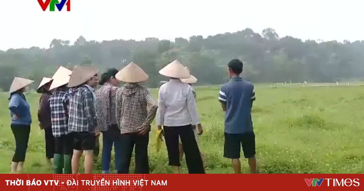 UBND huyện Ba Vì xác nhận nhiều hộ thiếu ruộng sau dồn điền đổi thửa