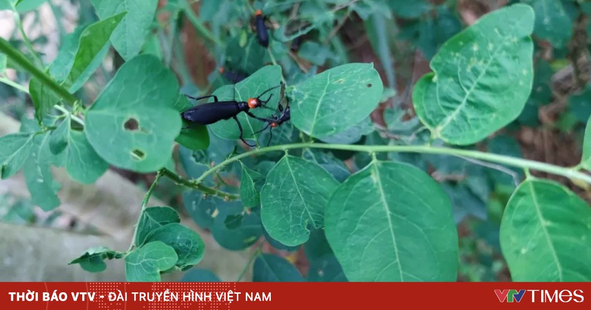 Ăn sâu ban miêu nguy hiểm như thế nào?