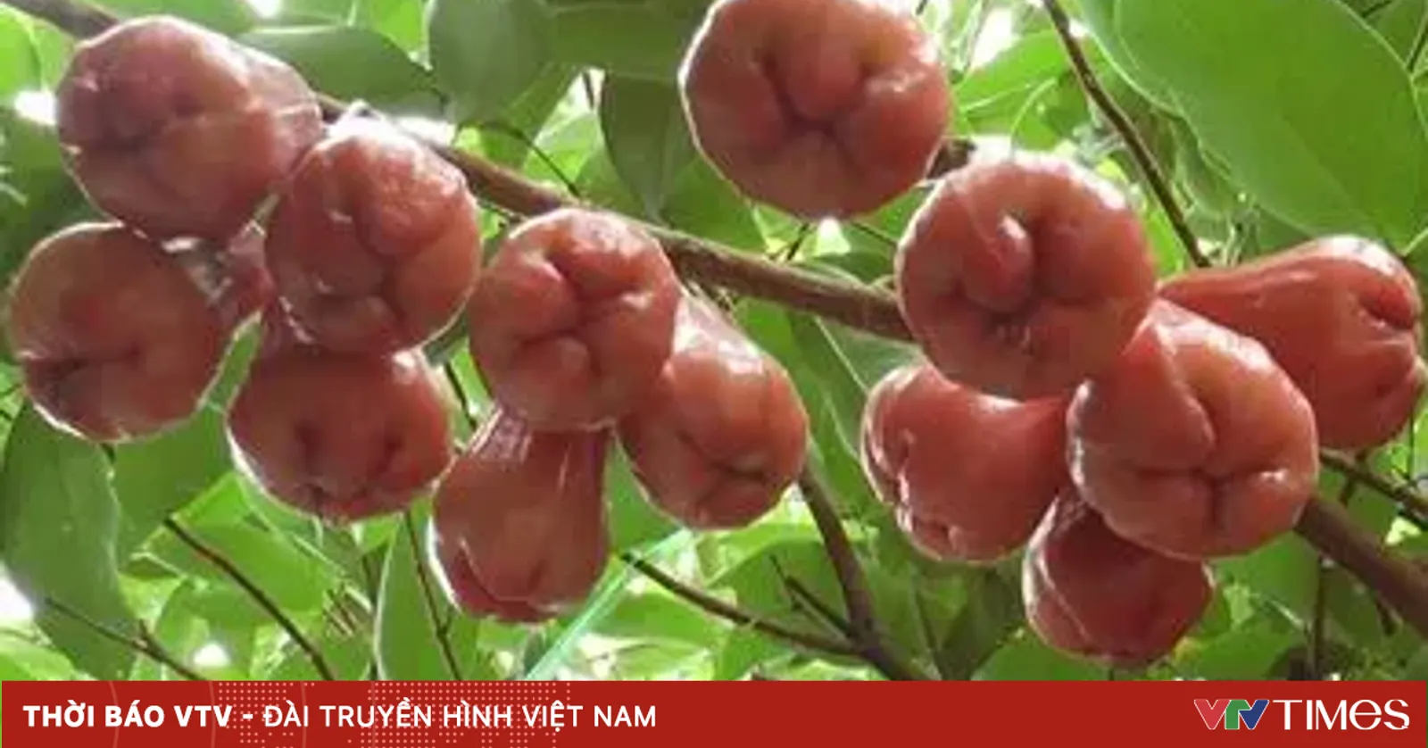 Ngắm vườn mận chín trĩu quả ở Đồng Tháp