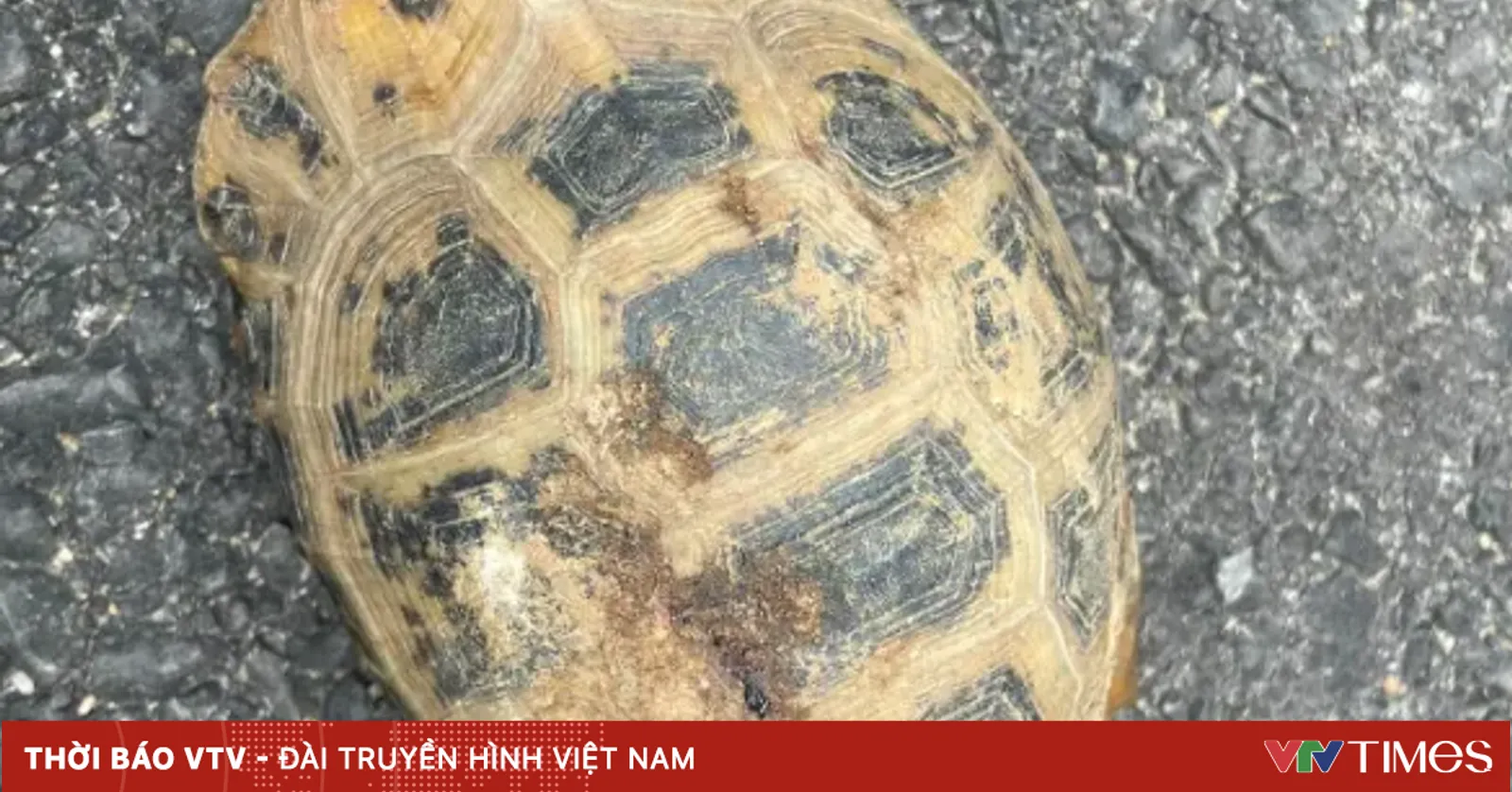 Người dân giao nộp rùa núi vàng quý hiếm