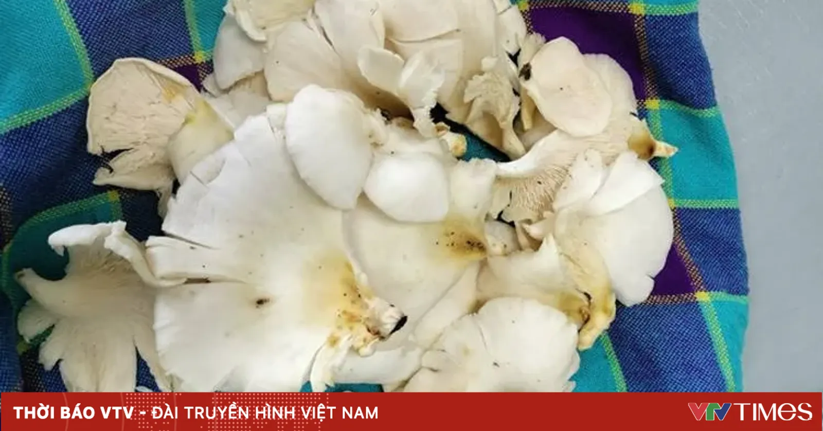 Lào Cai: Xác định độc tố loài nấm gây ngộ độc tại xã La Pan Tẩn, Mường ...