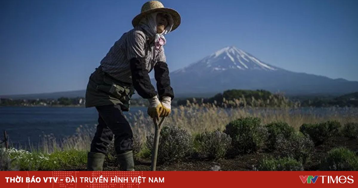 Nông dân cao tuổi Nhật Bản vật lộn với thời tiết khắc nghiệt