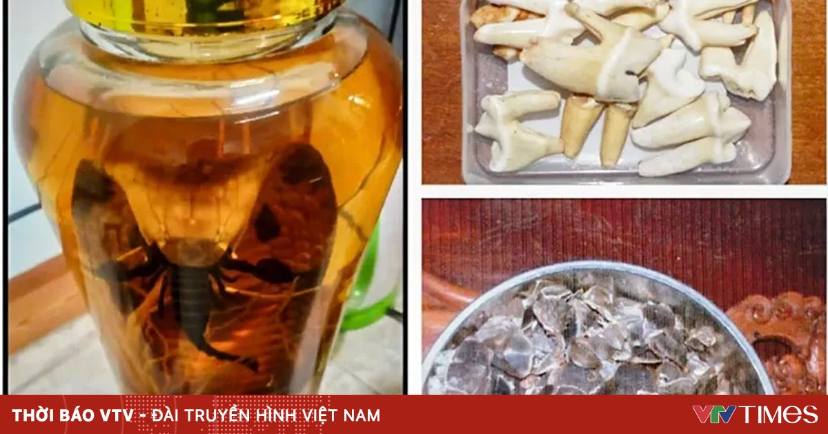 Bị khởi tố vì mang rượu ngâm rắn hổ chúa đi bán