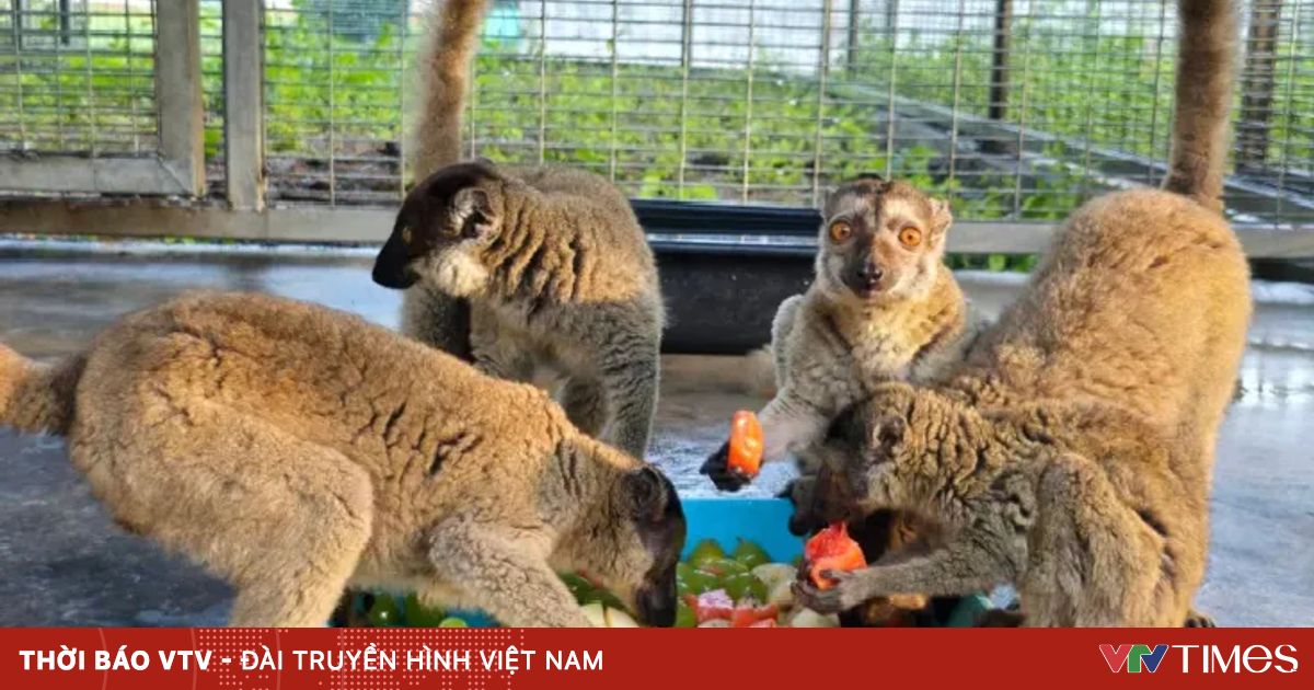 Gần 1.000 động vật có nguy cơ tuyệt chủng được hồi hương về Madagascar