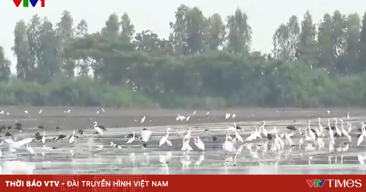 Đồng Tháp: Mùa chim về trên cánh đồng Đông Xuân