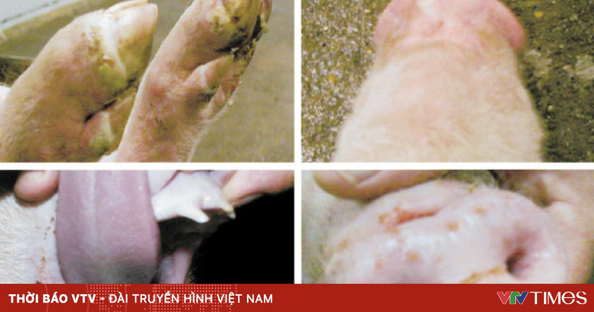 Nhiều nước ngừng nhập khẩu thịt lợn từ Đức do dịch lở mồm long móng