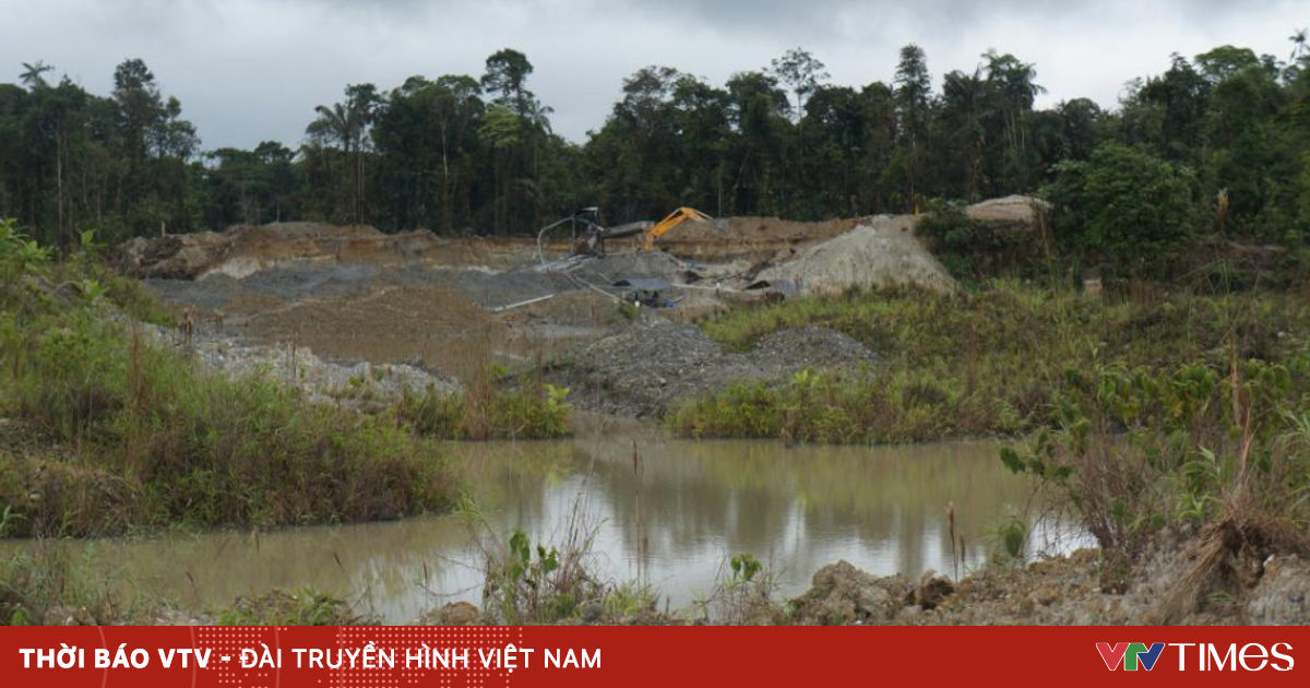 Tỷ lệ phá rừng Amazon ở Colombia giảm thấp nhất trong hơn hai thập kỷ ...